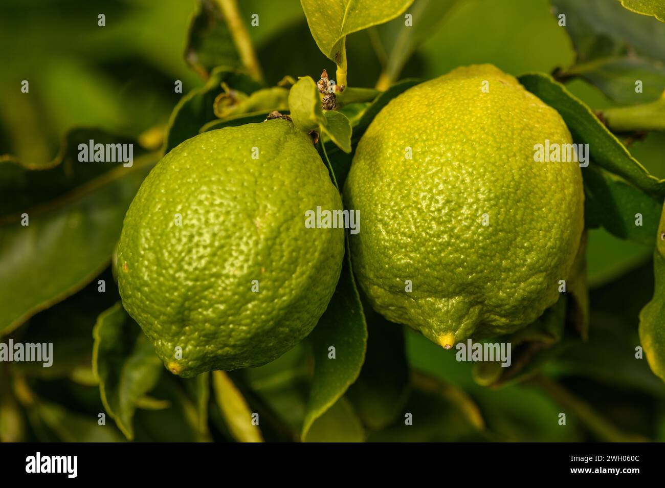 juicy fresh lemons in a garden in Cyprus in winter 10 Stock Photo - Alamy