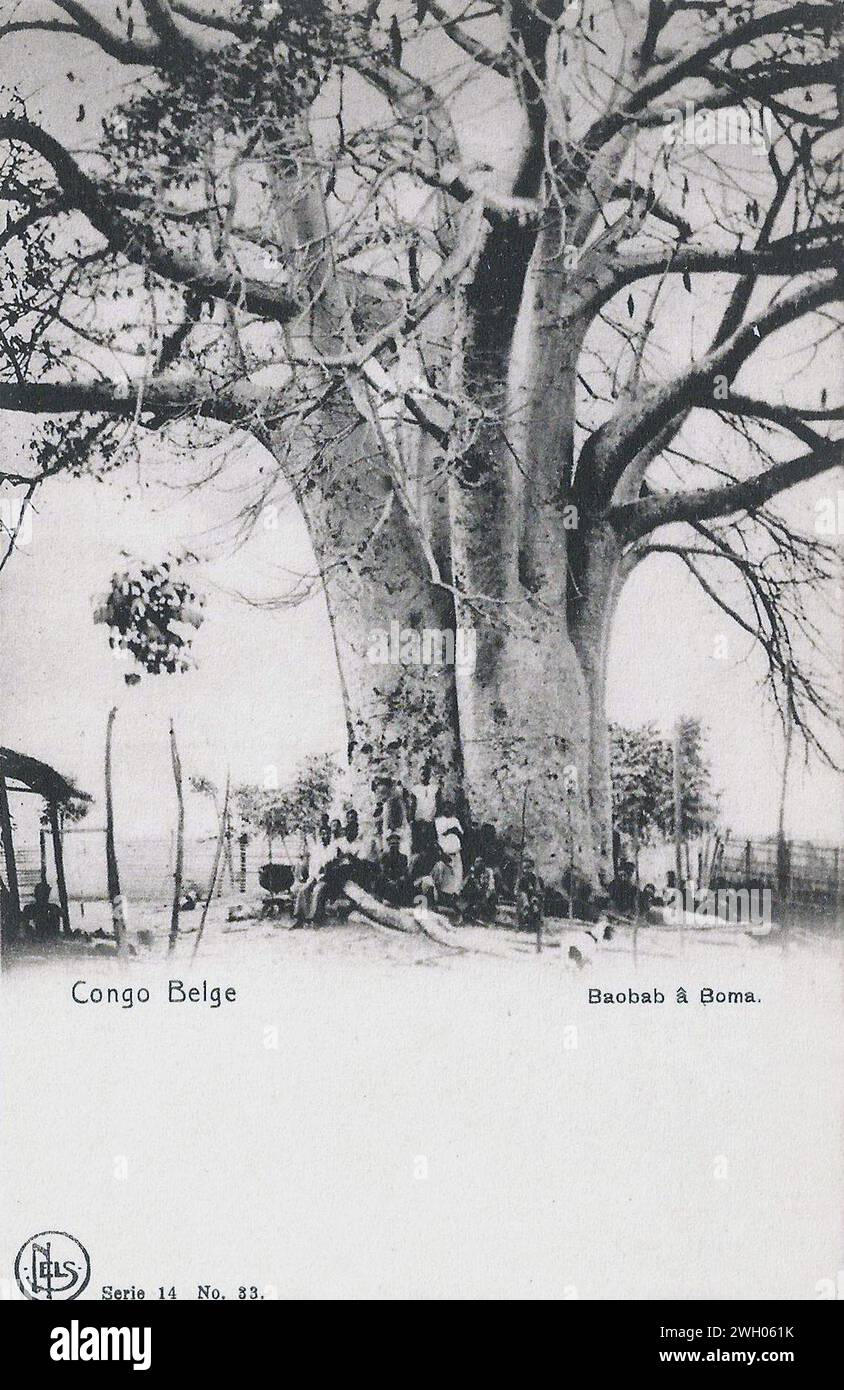 Baobab à Boma-Congo belge Stock Photo - Alamy