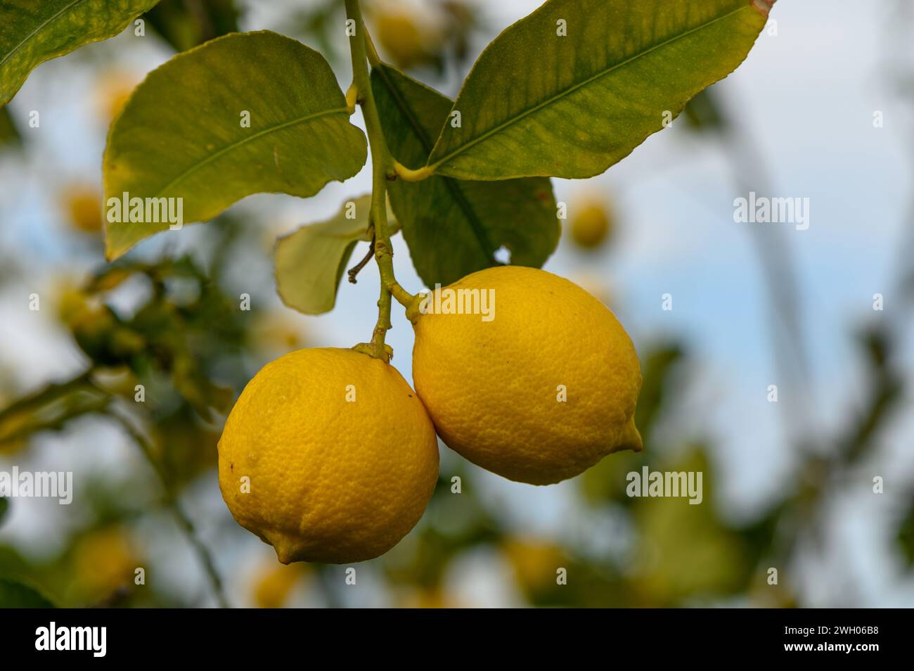 juicy fresh lemons in a garden in Cyprus in winter 6 Stock Photo - Alamy