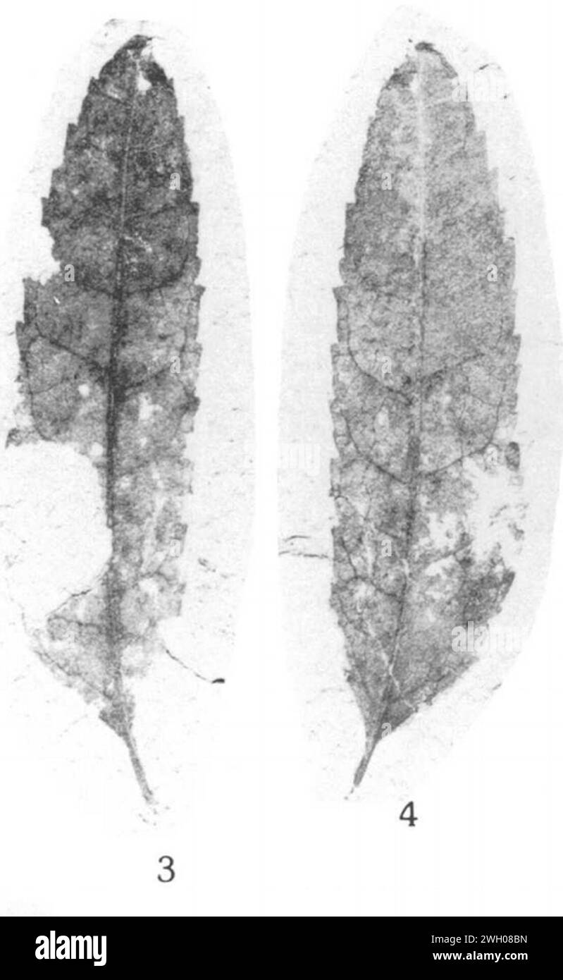 Fig 3 4 Cut Out Stock Images & Pictures - Alamy