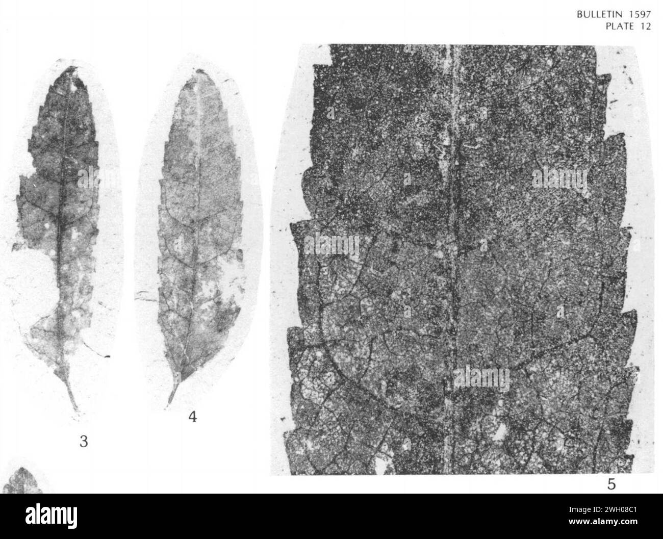 Barghoornia oblongifolia wolf and wehr 1987 plate 12 fig 3-5 Stock ...