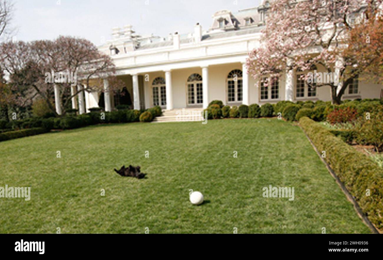 Barney in Rose Garden Stock Photo - Alamy