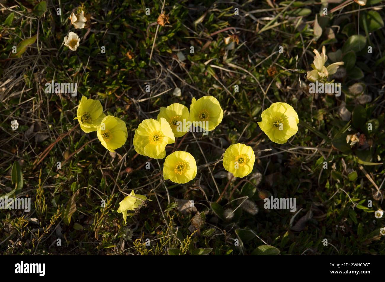 Arctic Poppy Papaver lapponicum 1002 coastal plain anwr arctic alaska ...