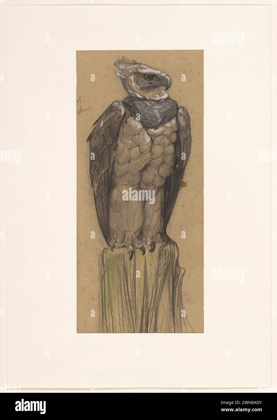 Harpia harpyja illustration hi-res stock photography and images - Alamy