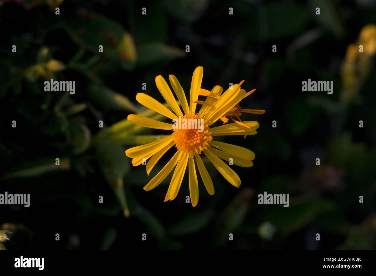 Alpine Arnica arnica alpina wild flower flowering in the arctic tundra ...
