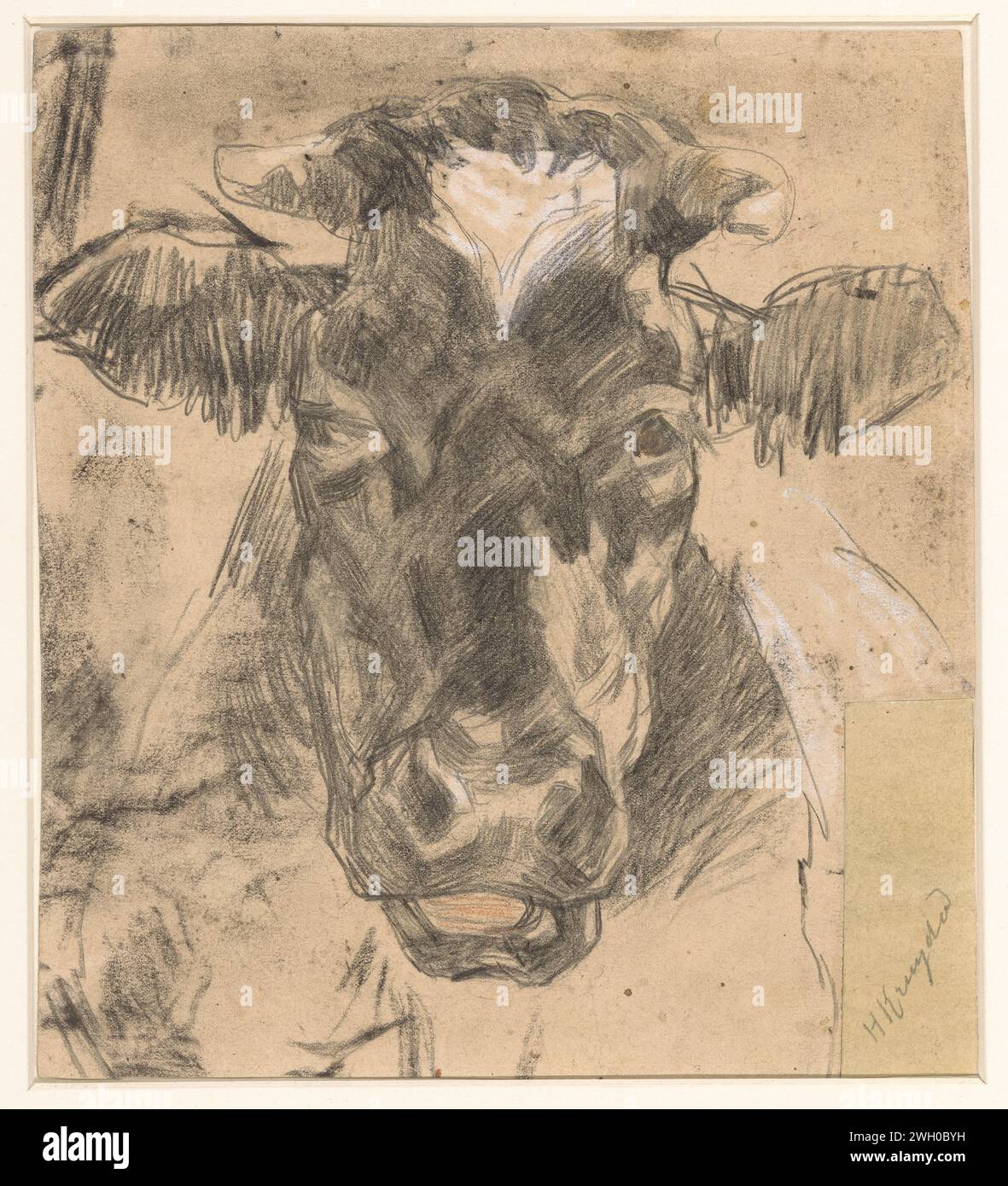 Head of a cow, Herman Kruyder, 1891 - 1935 drawing paper. chalk. pencil ...
