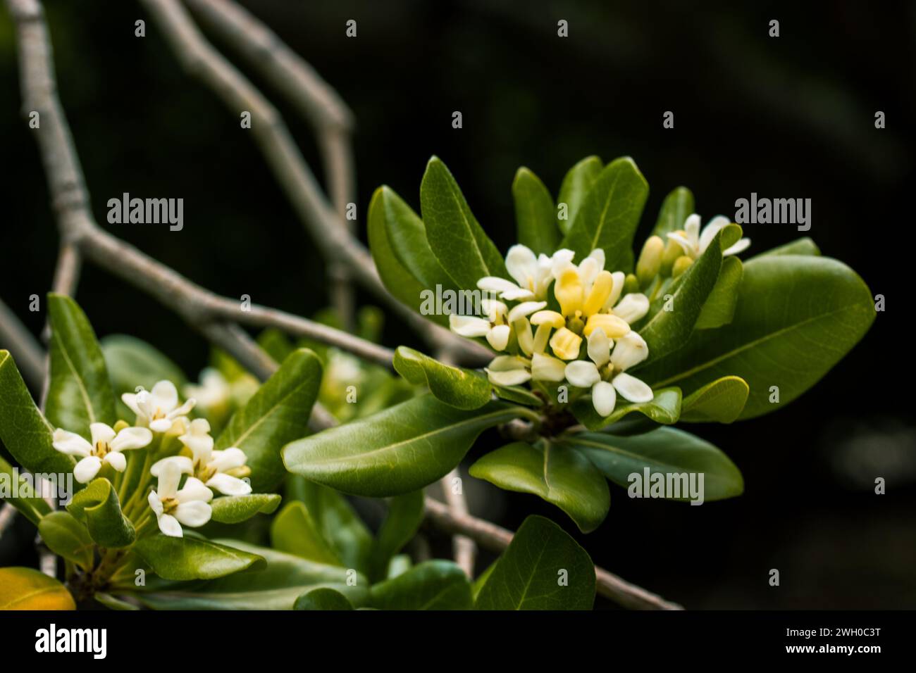 Pittosporum tobira sweet-smelling flowering plant. Australian laurel ...