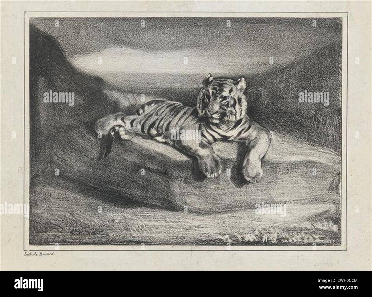 Tigre au repos hi-res stock photography and images - Alamy