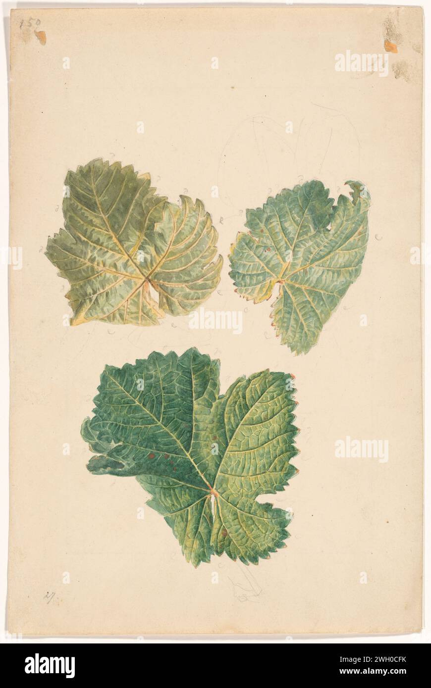 Botanical vine drawing hi-res stock photography and images - Alamy