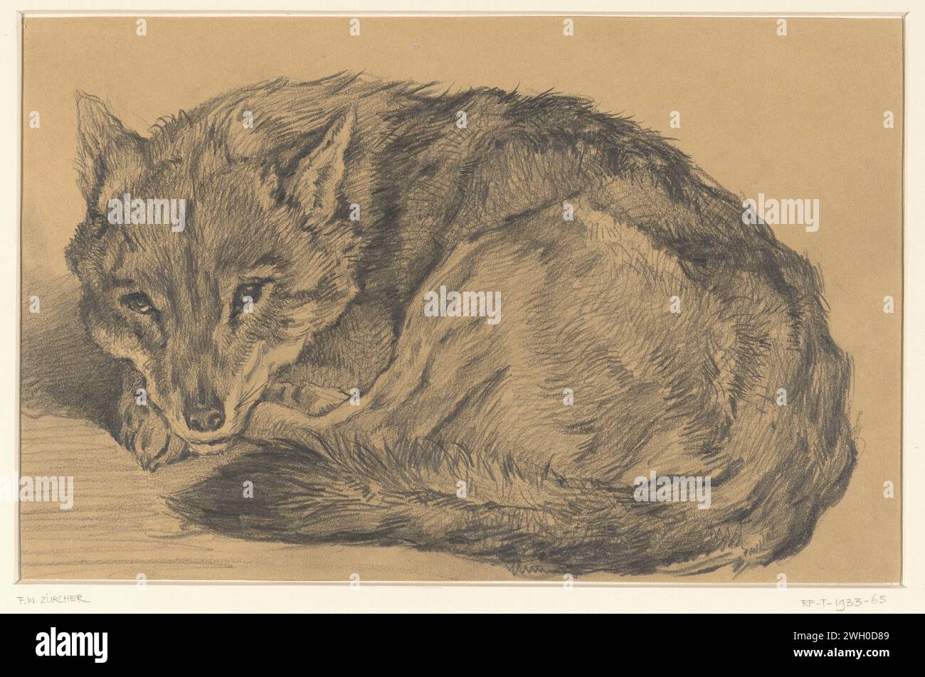 Liggers Vos, Frederik Willem Zürcher, 1845 - 1894 drawing paper. pencil ...