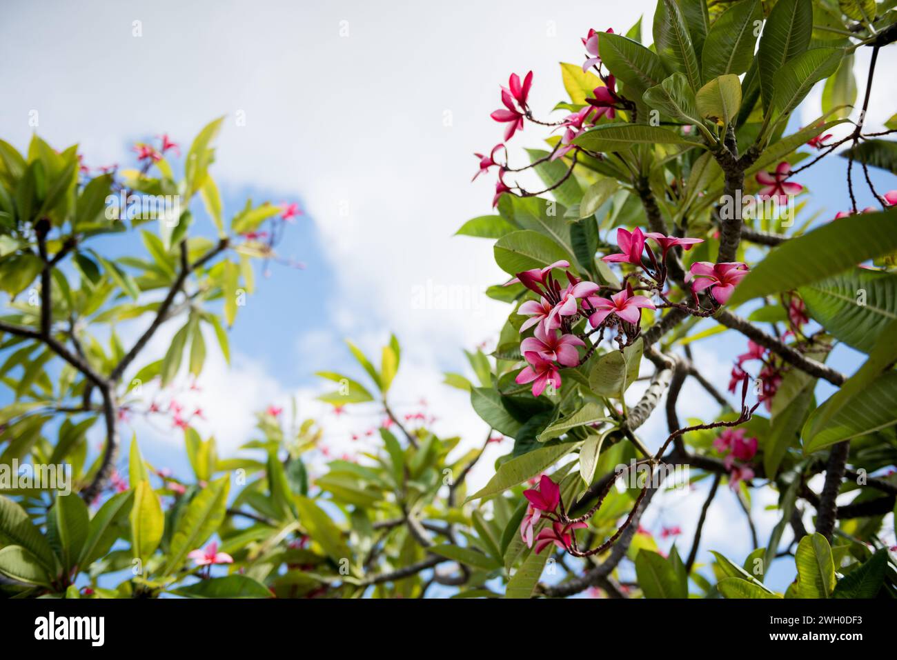 Iconic tropical flowers hi-res stock photography and images - Alamy