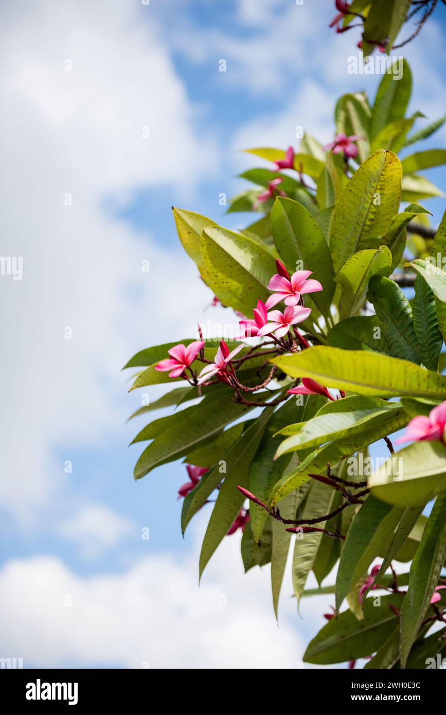 Beautiful Pink Plumeria. Plumeria Tree in Bloom. Iconic Tropical Flower ...