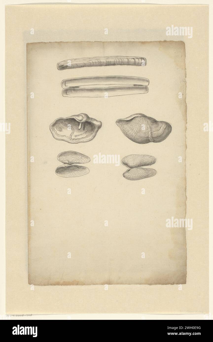 Study sheet with razor shells (Ensis arcuatus), stone-borers (Zirfaea ...