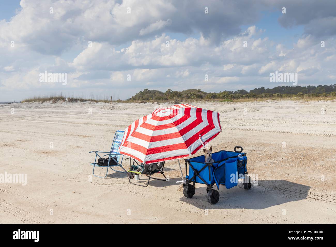 Small brown dog sitting in a blue wagon under a red and white umbrella ...