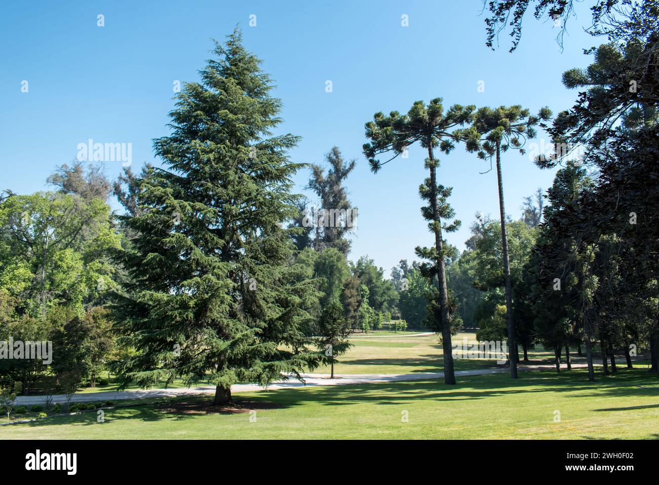 Concha y Toro Hacienda's exotic gardens in Chile Stock Photo - Alamy