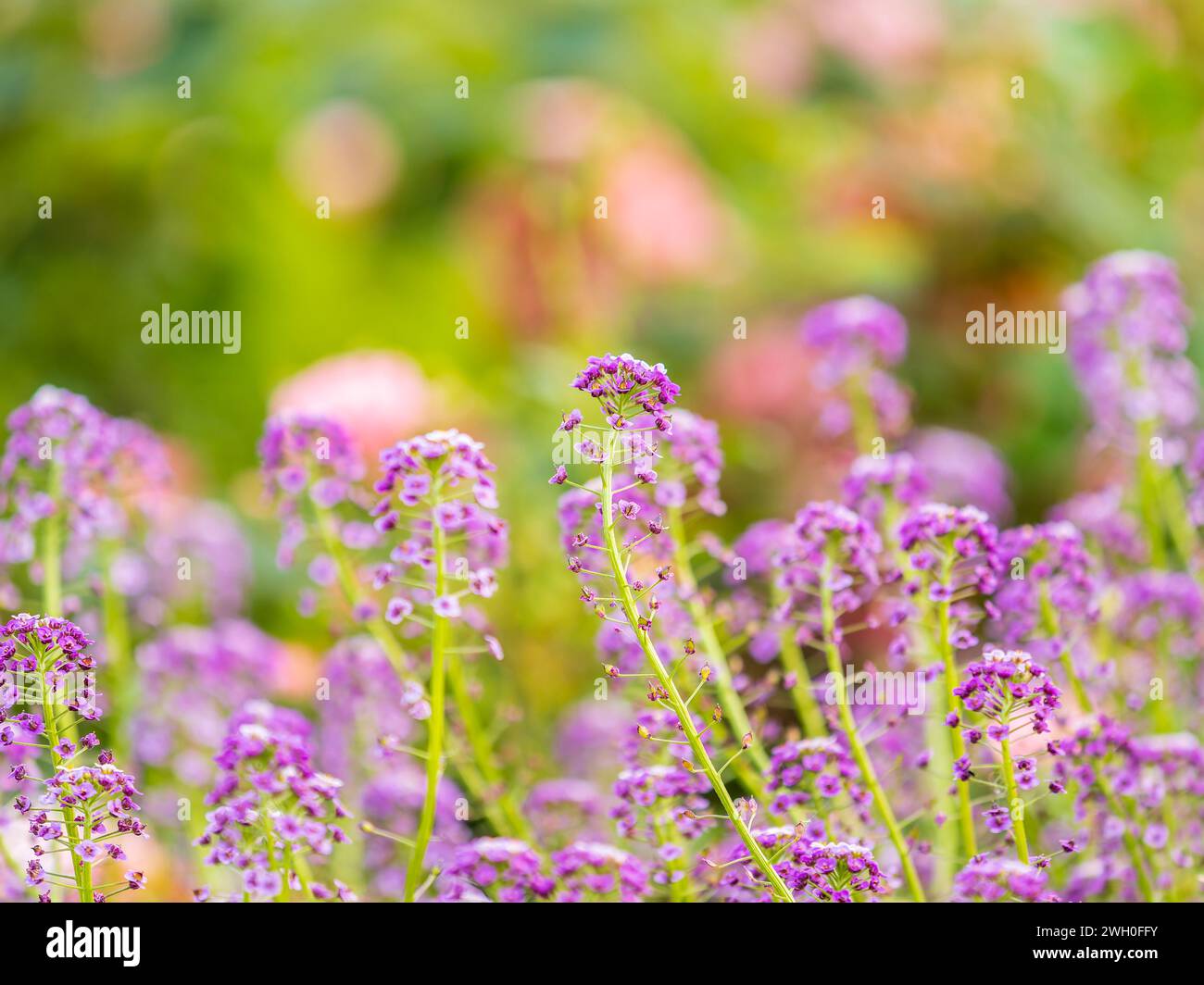 Verbena bonariensis flowers, Argentinian Vervain or Purpletop Vervain ...