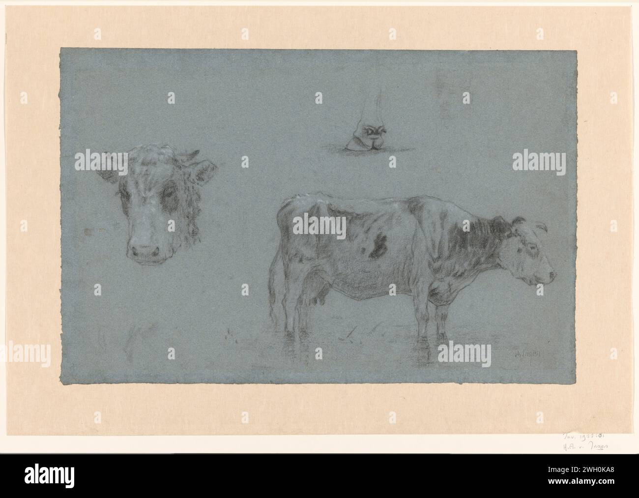 Studies of a cow, Hendrikus Alexander van Ingen, 1856 - 1920 drawing ...