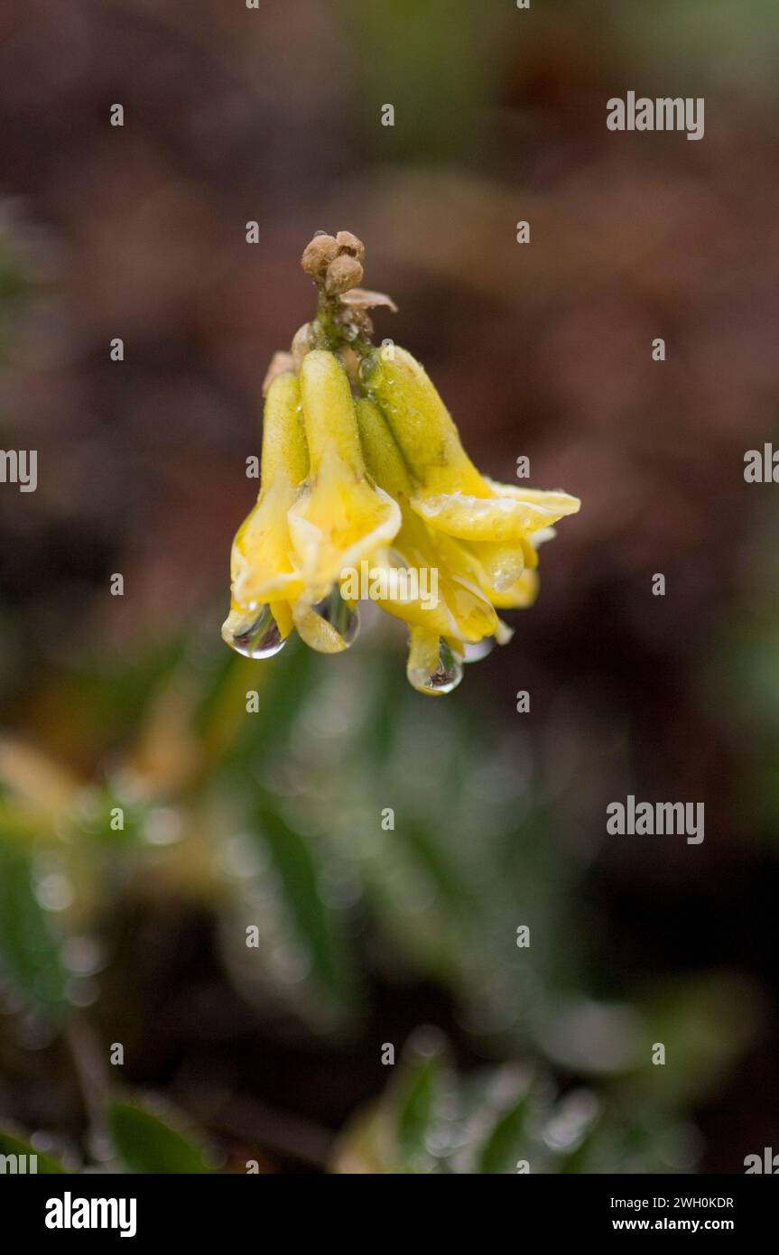 Tundra Milkvetch Astragalus Umbellatus flowering in the arctic tundra ...