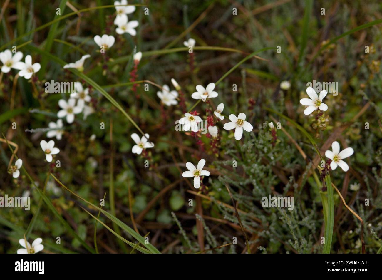wild flowers flowering in the arctic tundra Arctic National Wildlife ...