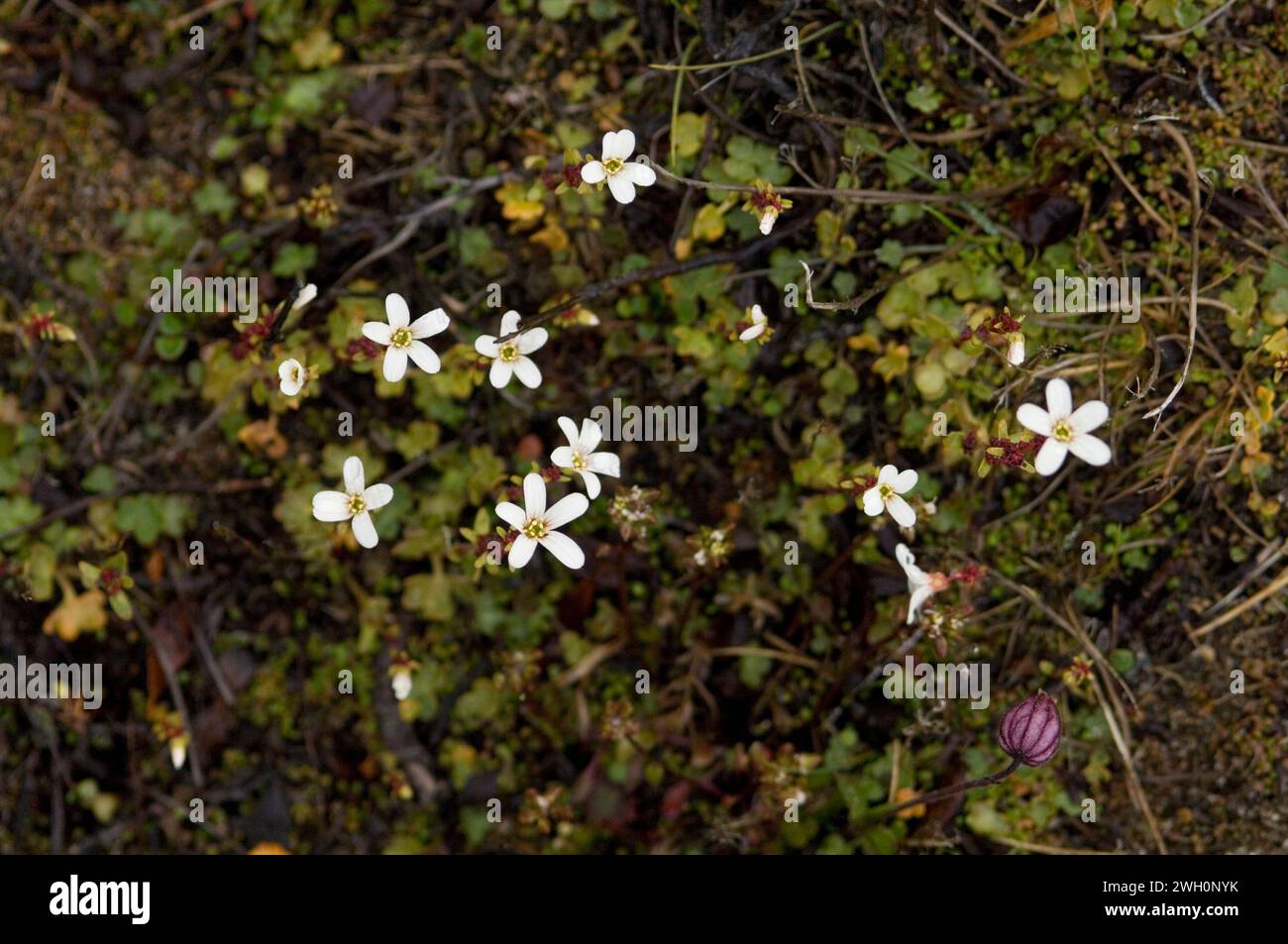 wild flowers flowering in the arctic tundra Arctic National Wildlife ...