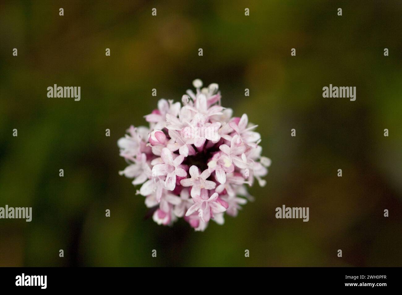 wild flowers flowering in the arctic tundra Arctic National Wildlife ...