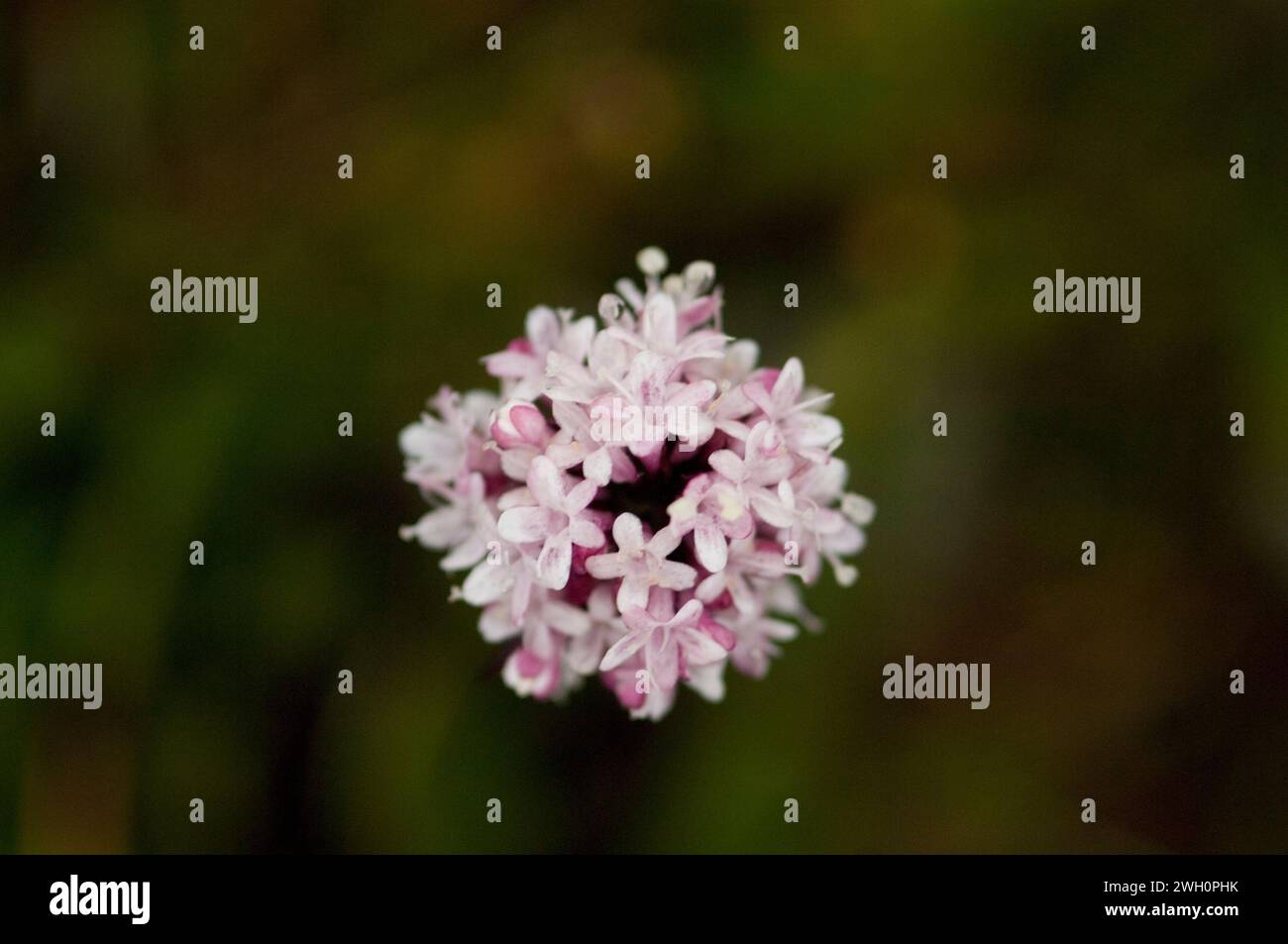 wild flowers flowering in the arctic tundra Arctic National Wildlife ...