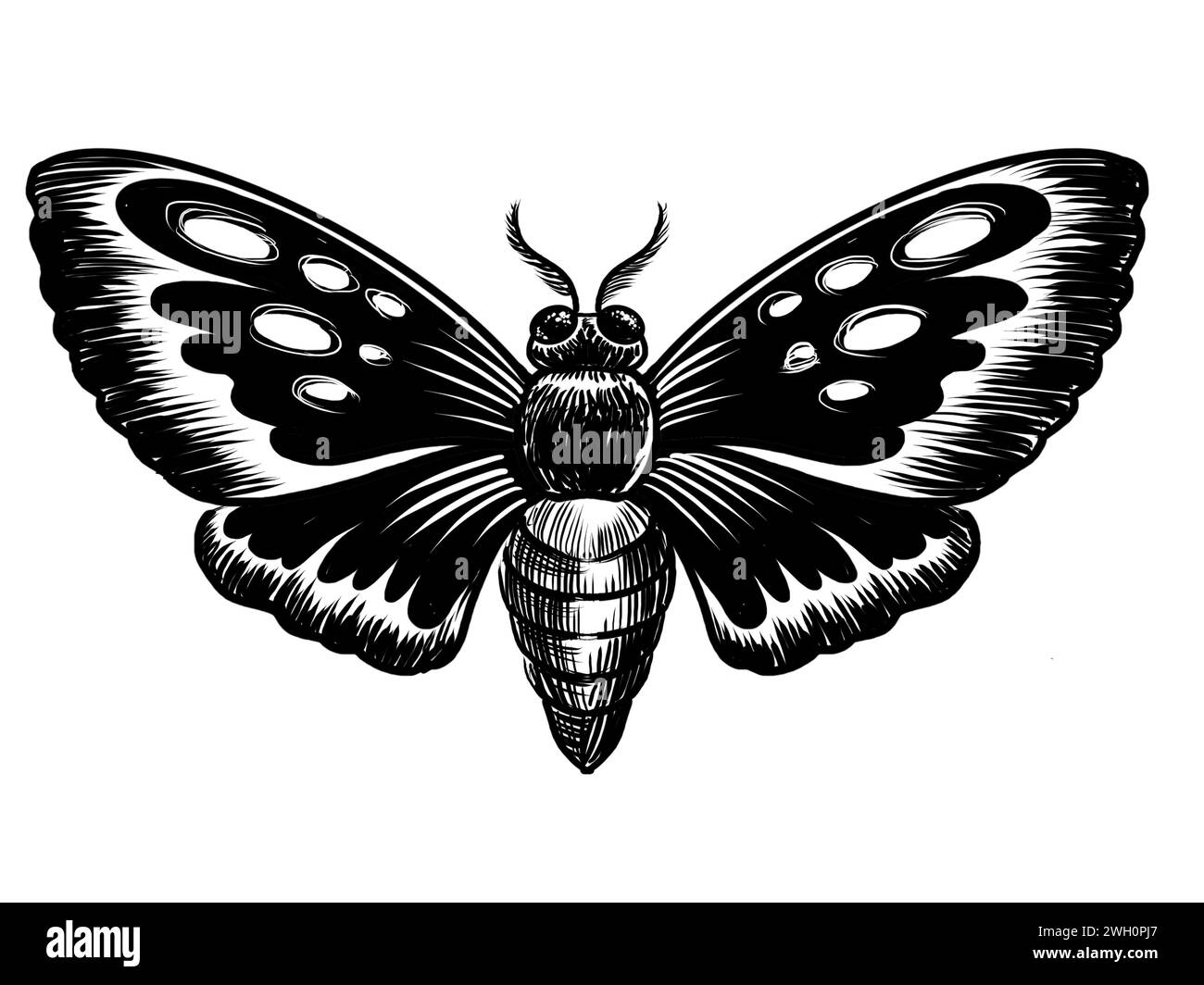 Moth insect. Hand drawn illustration Stock Photo - Alamy