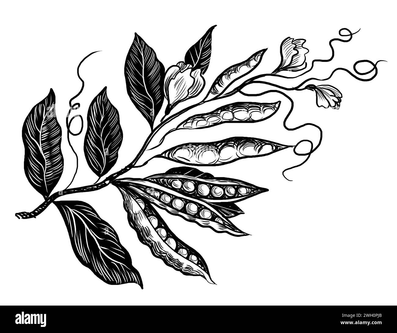 Pea plant. Hand-drawn black and white illustration Stock Photo - Alamy