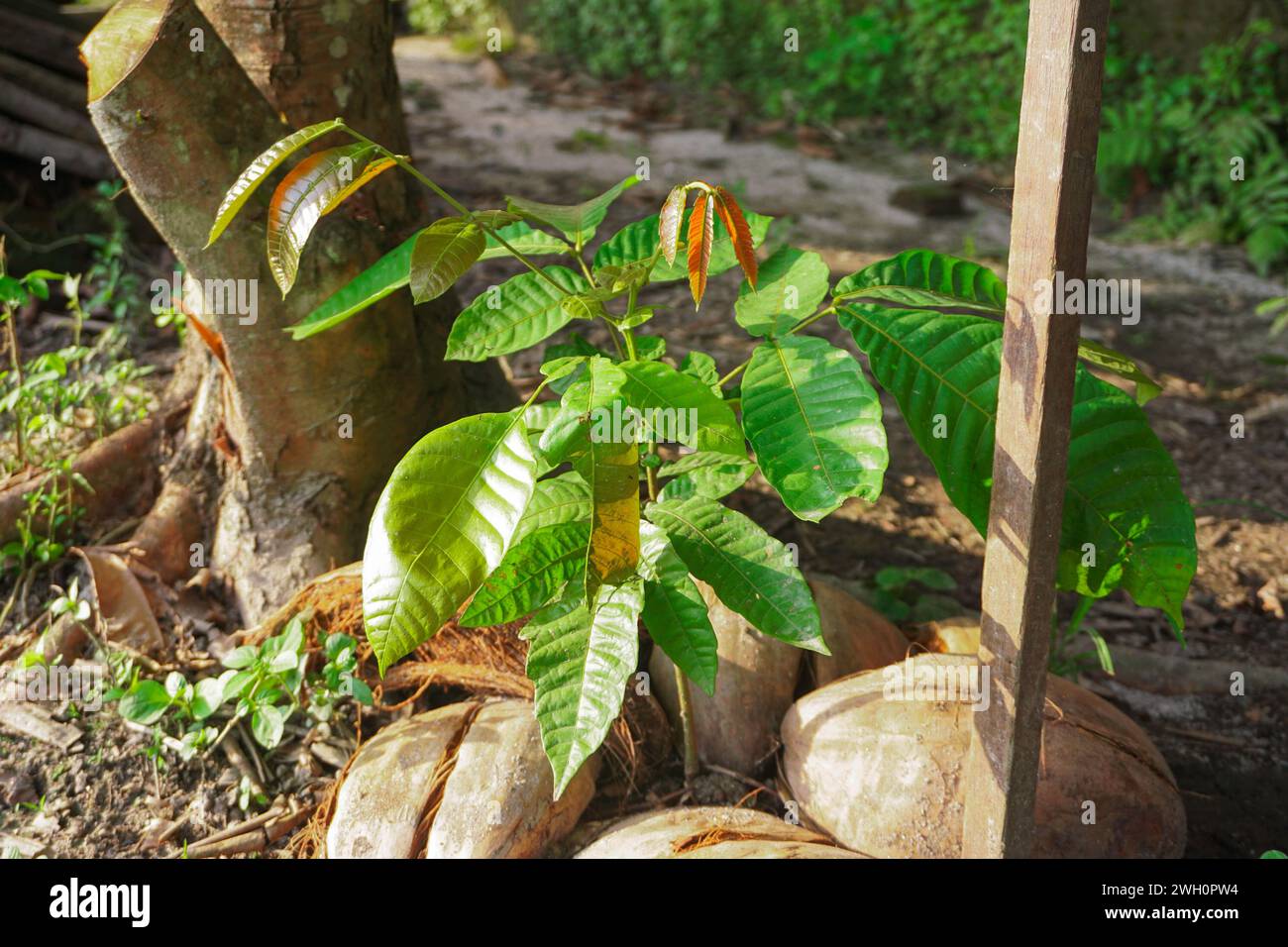 Seeds from matoa trees that are still small and ready to grow Stock ...