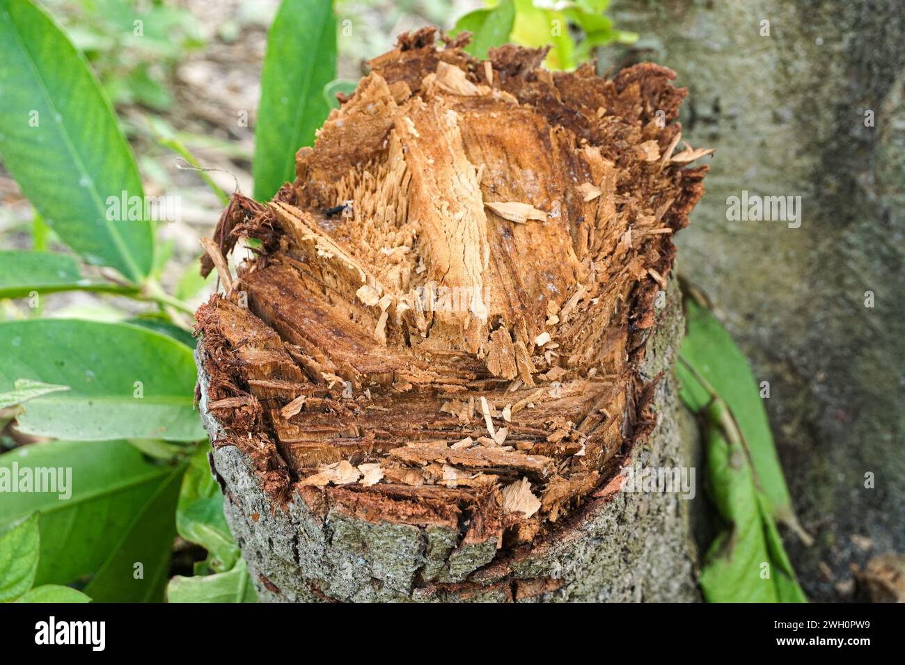 A newly felled tree trunk showing the complete structure of the tree ...