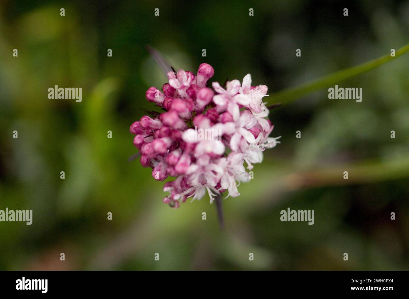 wild flowers flowering in the arctic tundra Arctic National Wildlife ...