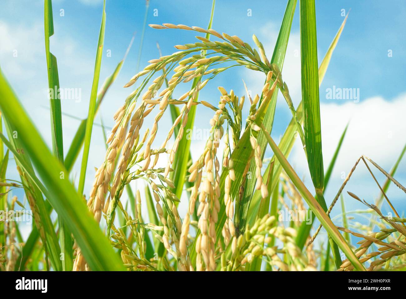 Golden brown harvested rice hi-res stock photography and images - Alamy