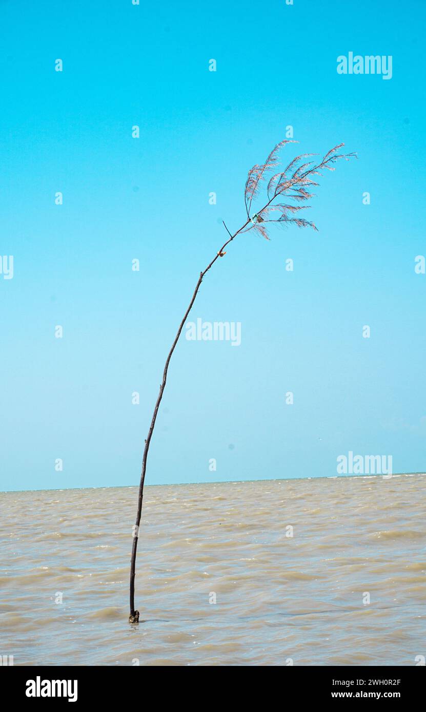A minimalist and simple image that shows blue skies, trees with a ...