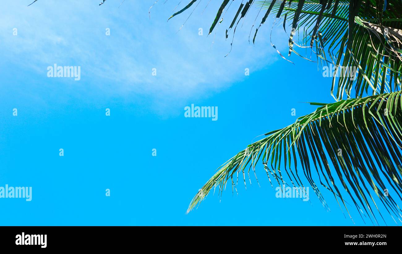 A minimalist and simple image that shows blue skies, trees with a ...