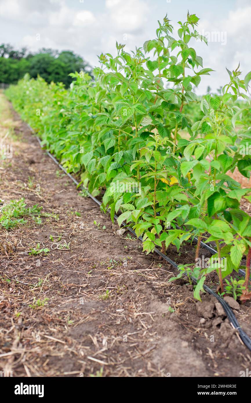Drip irrigation hoses farm hi-res stock photography and images - Alamy