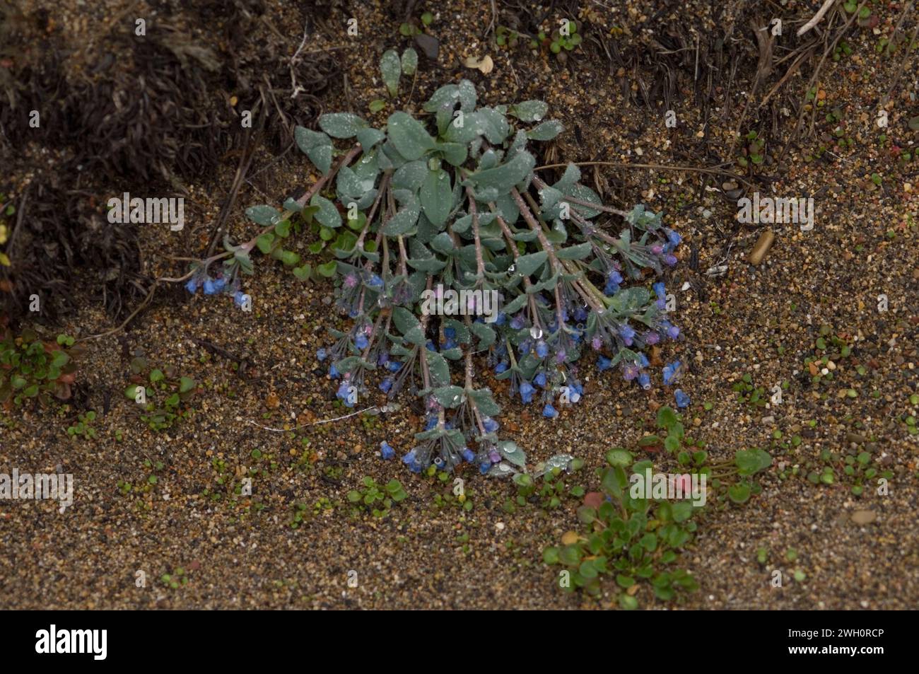wild flowers flowering in the arctic tundra Arctic National Wildlife ...