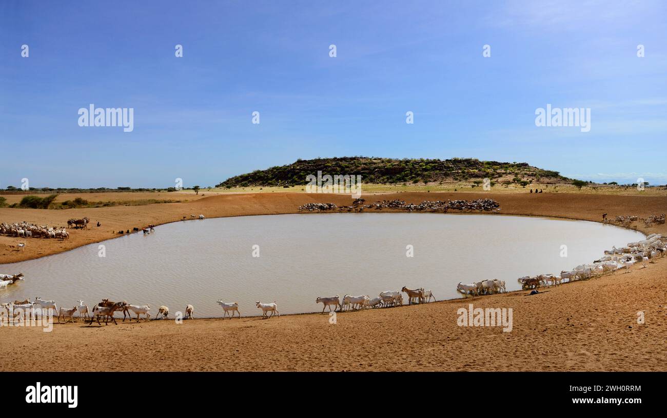 Goat herds walk around and drink water from a large water tank in the ...