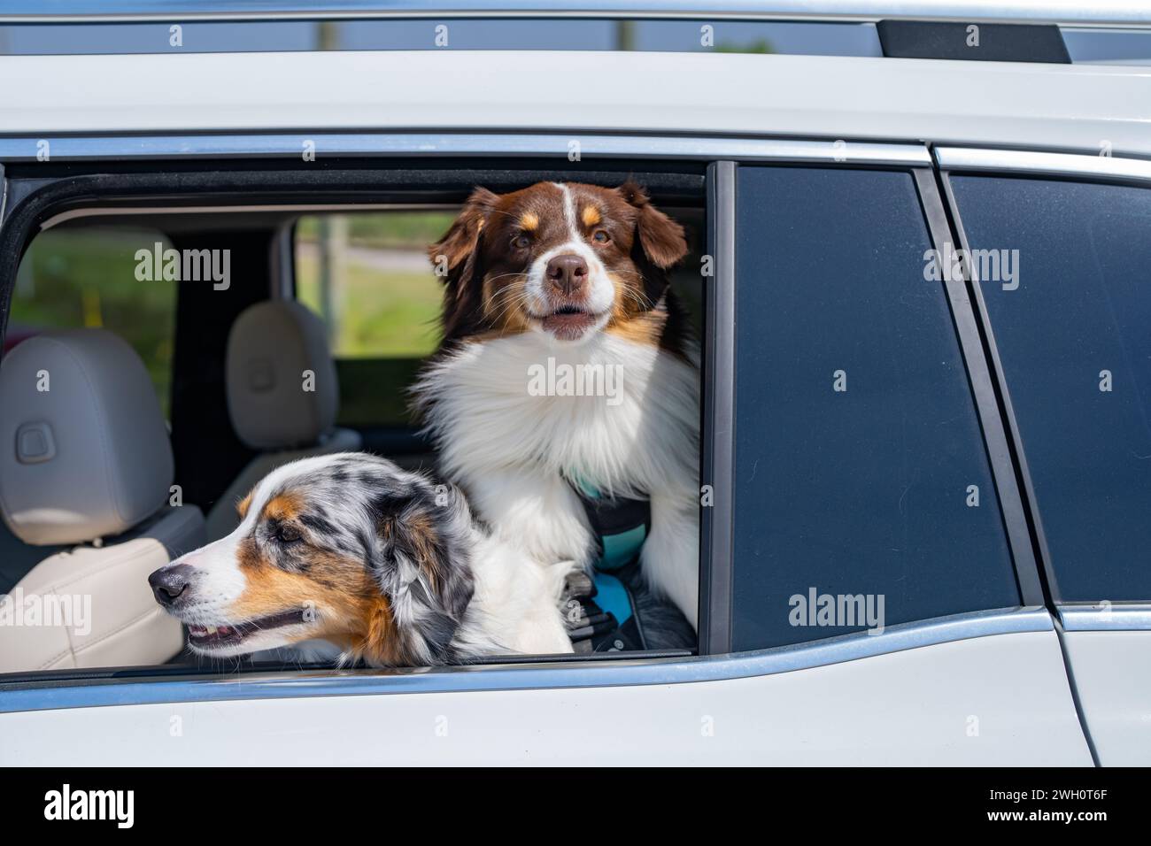 Dogs in car. Dog rides in the car. Transportation of pets. Dogs in ...