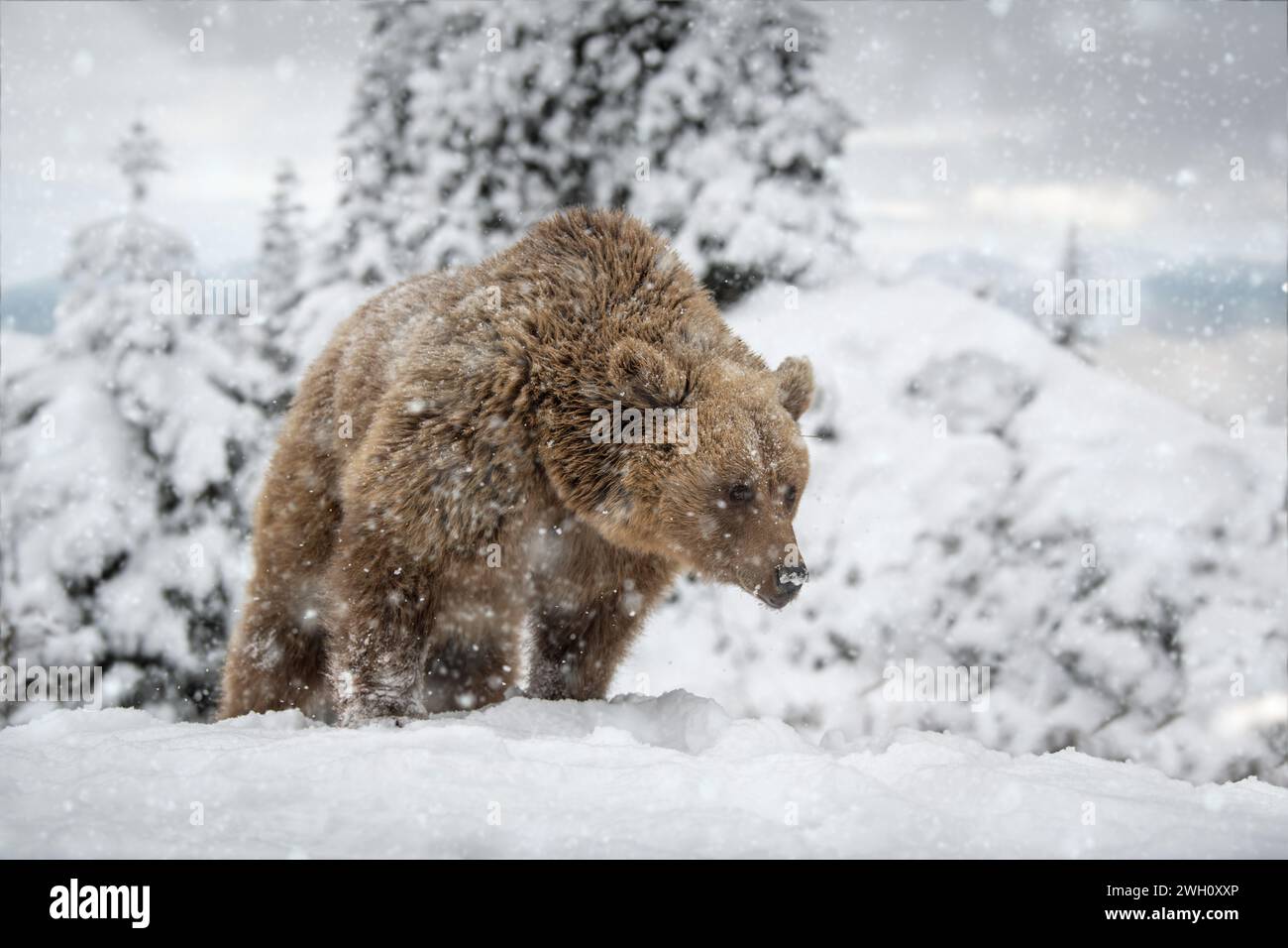Closeup Adult Brown bear in cold time. Animal in wild winter nature ...