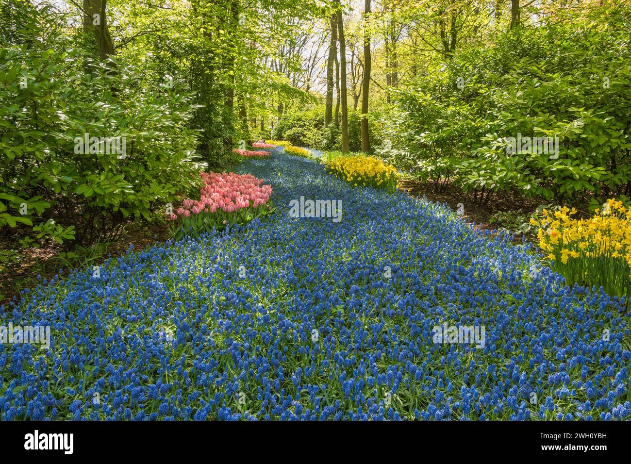 Spring Grape Hyacinth field in garden at Lisse near Amsterdam Holland ...