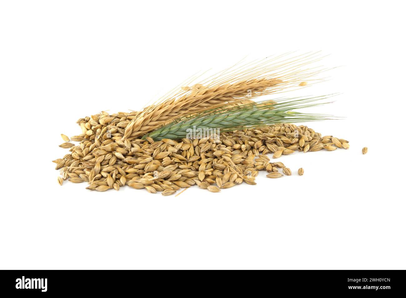 Barley seeds with the outer husk and barley ears isolated on white ...