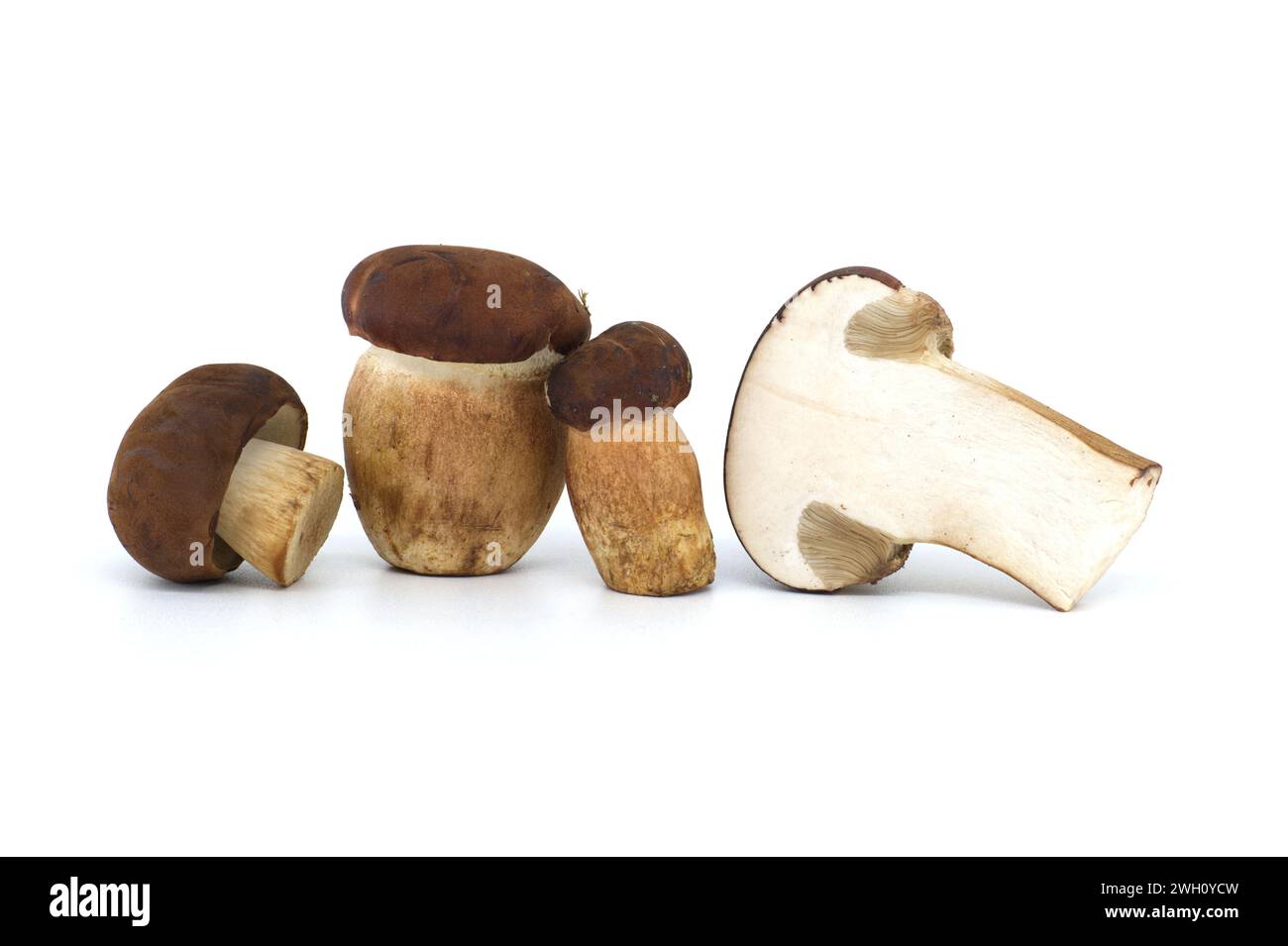 Pine bolete, Boletus pinophilus or pinewood king bolete isolated on ...