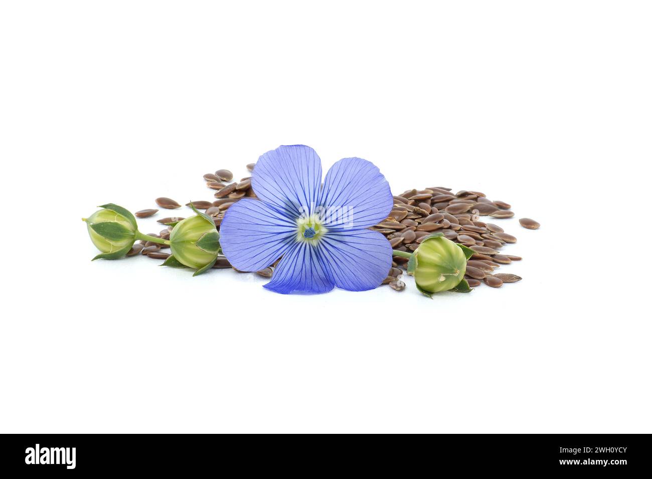 Flax flower and linseed seeds with flax fruit round capsules isolated on white background Stock ...