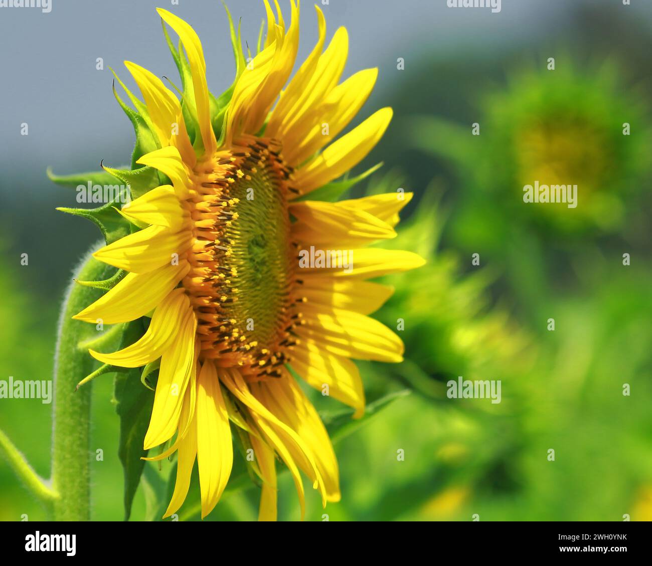 beautiful sunflowers are in full bloom in the field in spring season ...