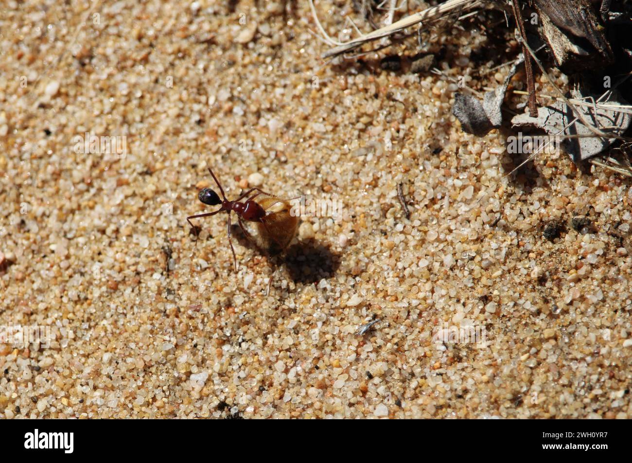 Meat Ant (Iridomyrmex purpureus) carrying Western Honey Bee prey to ...