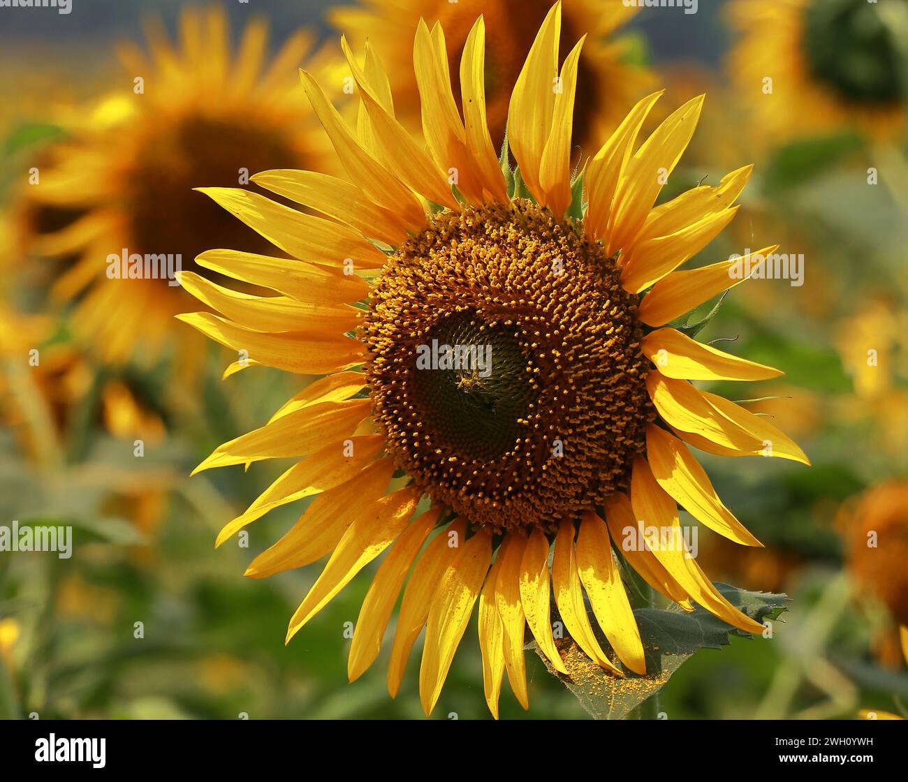 beautiful sunflowers are in full bloom in the field in spring season ...