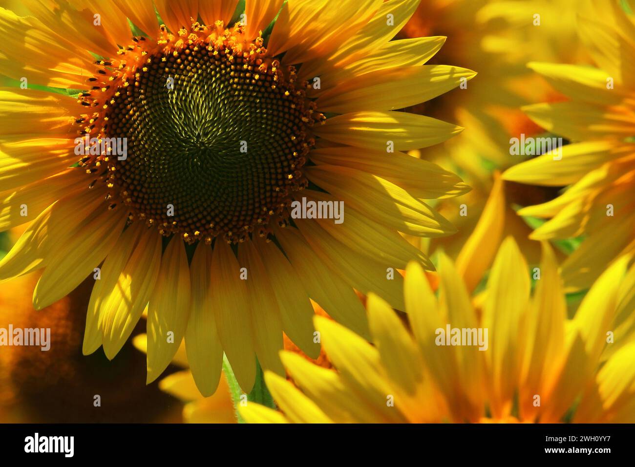 beautiful sunflowers are in full bloom in the field in spring season ...