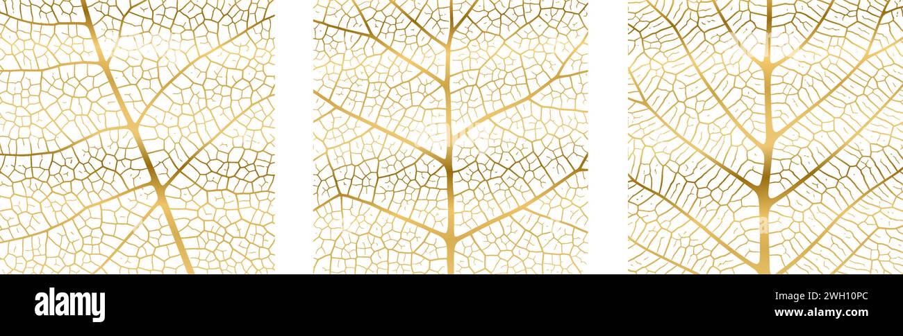 Leaf vein texture abstract background with close up plant leaf cells ...