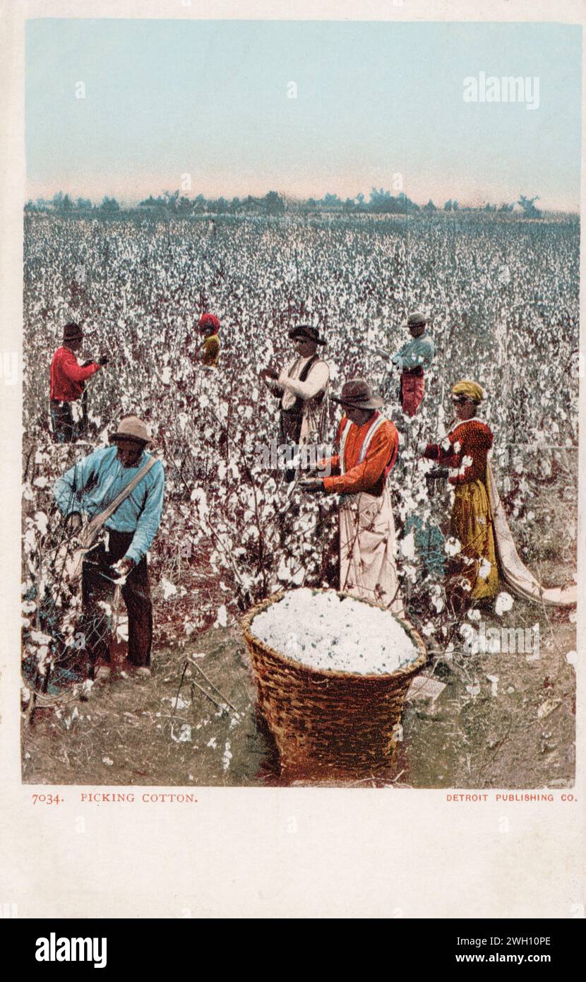 Picking cotton, workers in field, Southern United States, early 1900s ...
