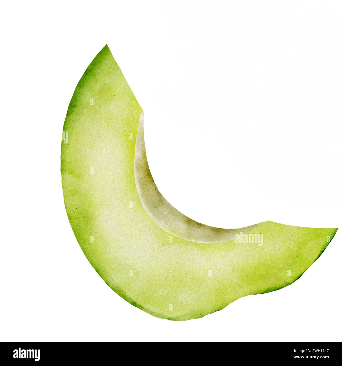 Avocado slice watercolor realistic drawing of ripe fruit on isolated ...